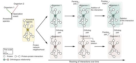 Snap Evolution Of Protein Interactomes Across The Tree Of Life