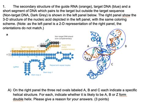 The Secondary Structure Of The Guide Rna Orange Target Dna Blue And