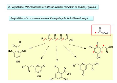 Solved You Have Five Different Cyclizations For A Polyketide