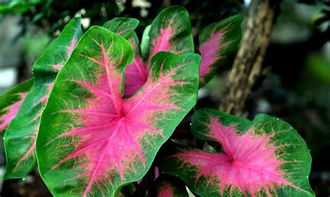 மருத்துவ குணங்கள் நிறைந்த `கலாடியம் Caladium Is Full Of Medicinal Properties