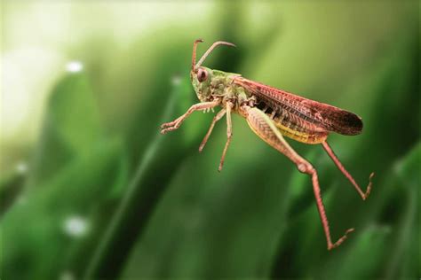 The Lifecycle Of Grasshoppers Whatbugisthat