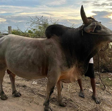 မြန်မာ နွားတိုက်ပွဲများ