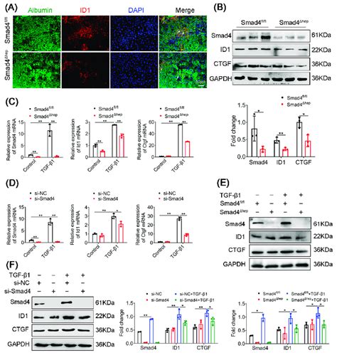Hepatocyte Specific Smad4 Deficiency Inhibited The Expression Of Id1 Download Scientific