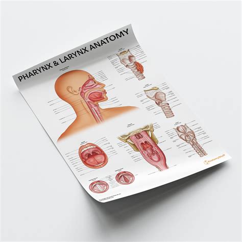 Pharynx And Larynx Anatomy Poster Throat Mouth Anatomical Chart
