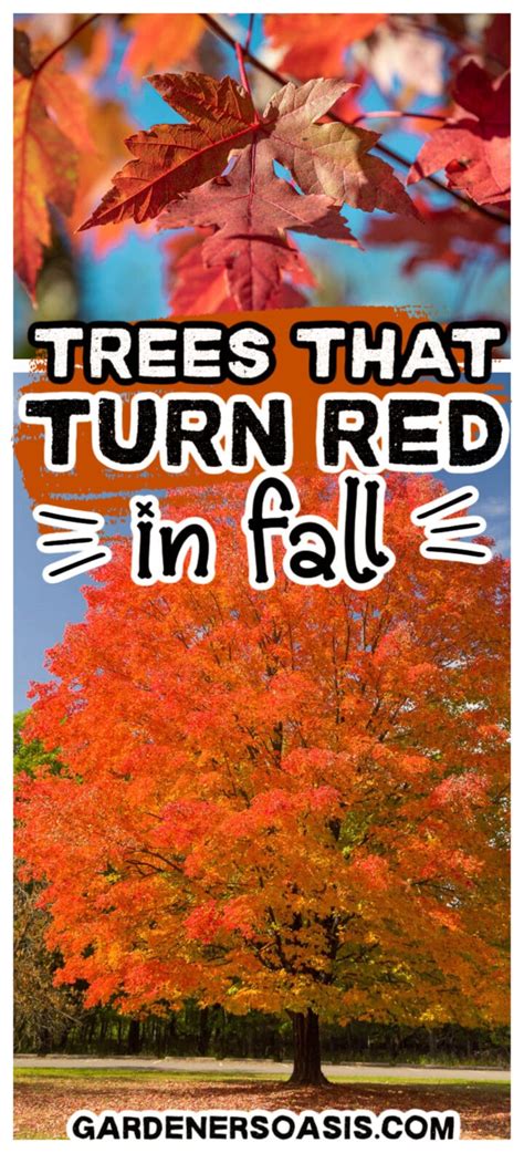 Trees That Turn Red In Fall