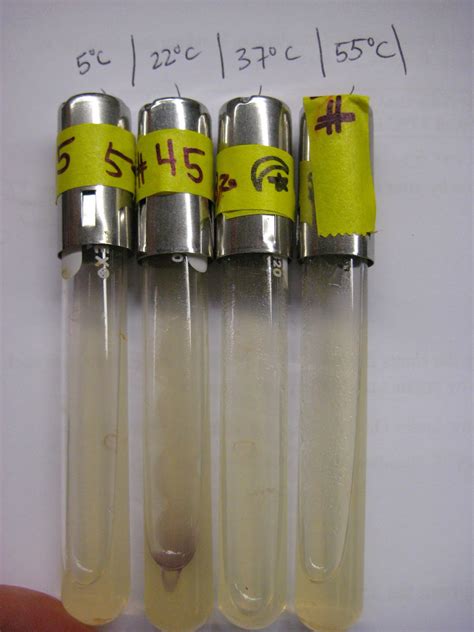 DVC Microbiology 146 Fall 11 Gard Lab 10 Effect Of Temperature