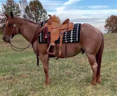 Celsi Rigdon Archives