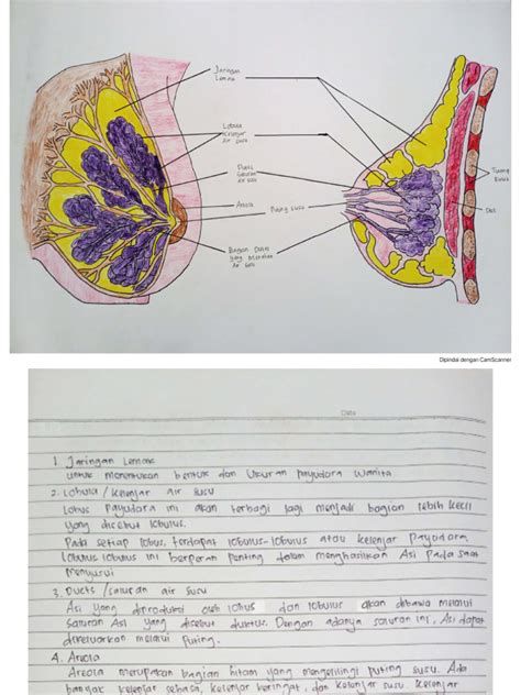 Anatomi Fisiologi Payudara Kelompok 1 Pdf