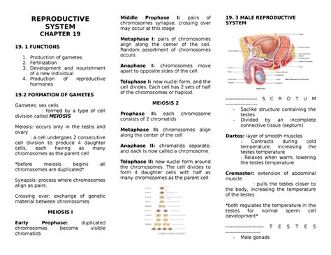 Chapter Reproductive System REPRODUCTIVE SYSTEM CHAPTER FUNCTIONS Production Of