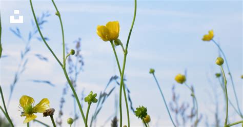 푸른 하늘을 배경으로 한 노란 꽃밭 사진 Unsplash의 무료 파랑 이미지
