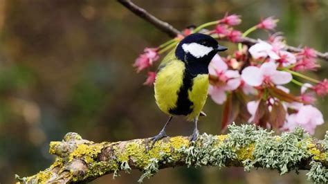 Can The Spatial Targeting Of Woodland Creation Boost Bird Populations