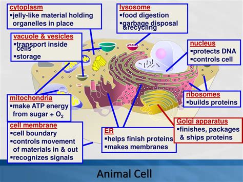 Cytoplasm Function Real Life Example Osmond Parviz