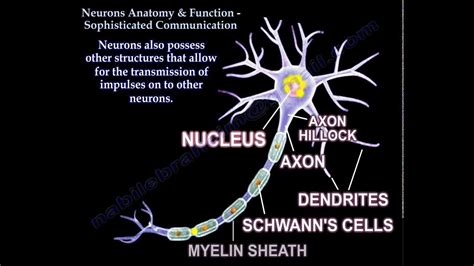 Neuron Anatomy Function And Communication Everything You Need To Know Dr Nabil Ebraheim