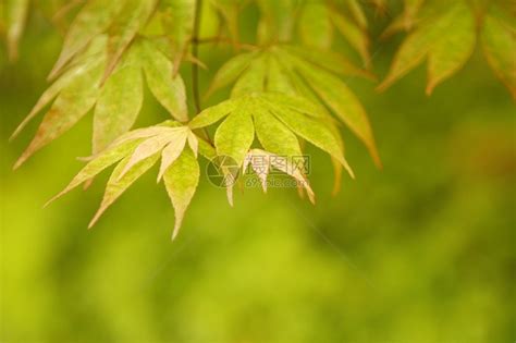 绿色背景上的绿色高清图片下载 正版图片320542312 摄图网