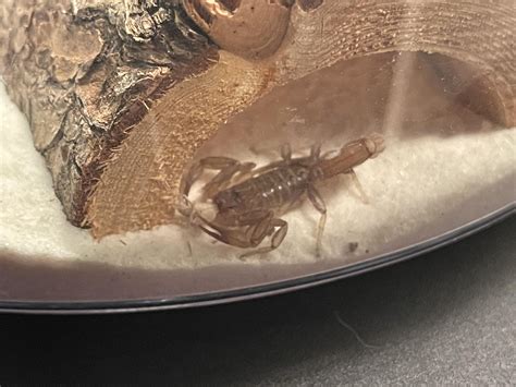 Scorpion Id And Sex San Diego Ca Rscorpions Scorpion Id And Sex San Diego Ca Rscorpions