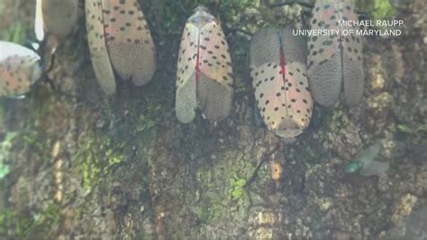 Leesburg Launches Live Lanternfly Tracking Map