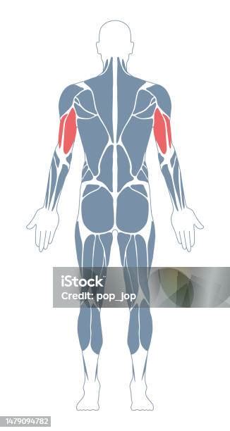 근육계 인체 남성 해부학 Athletyc 피트니스 Trainig 체육관 운동 벡터 일러스트 레이 션 뒷모습 삼두근 근육 가득 찬에 대한 스톡 벡터 아트 및 기타 이미지