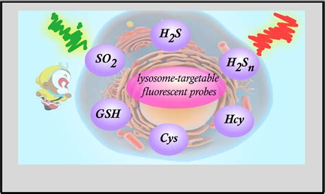 Investigating Lysosomal Reactive Sulphur Species With Small Molecular Fluorescent Probes Zhou