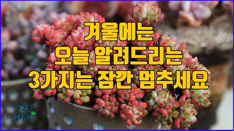 겨울에 다육이 키울때 꼭 이3가지는 잠시 멈추는게 좋아요 Youtube