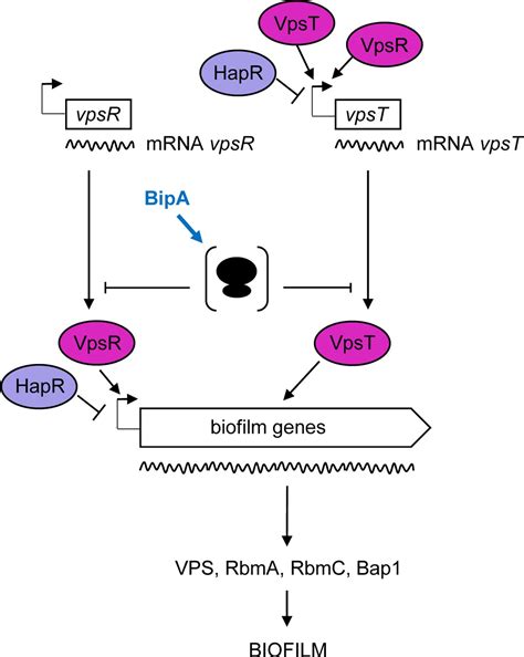 The Bam File Format Is Technology Dependent Daseberlin