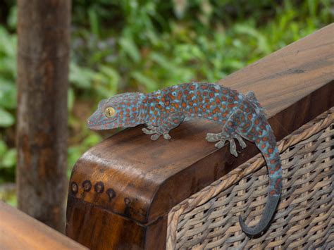 Do Tokay Geckos Have Teeth