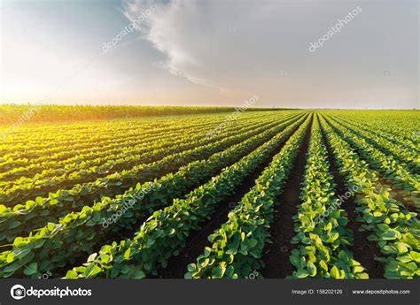 Plantação De Soja Agrícola Em Dia Ensolarado Soja Verde Crescente