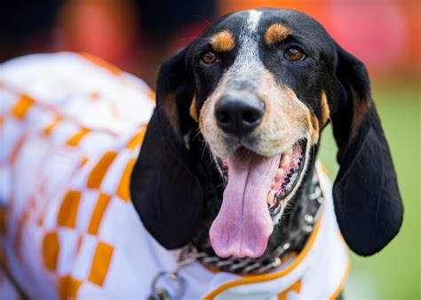 Ut Vols Smokey And Other Tennessee Mascots