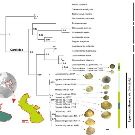Bayesian Inference Phylogram Of Cardiidae Based On The Mitochondrial Download Scientific