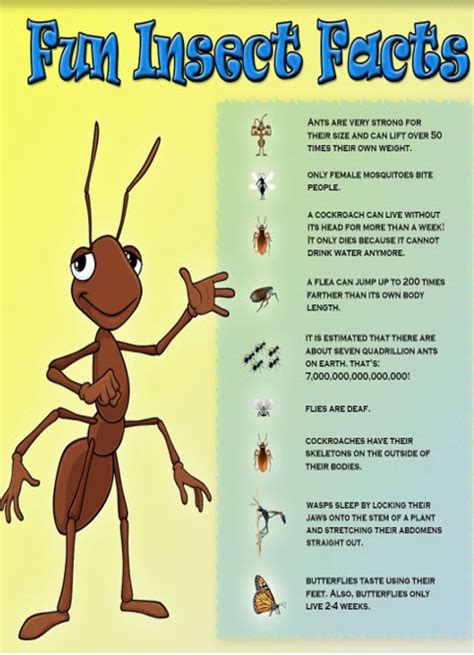 Insects 10 Facts Ten Things You Need To Know About Bugs Csiro