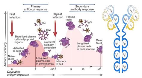 12 Differences Between Primary And Secondary Immune Response Immune