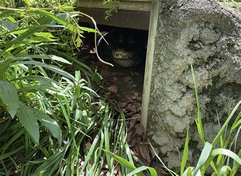 ヨウスコウワニの恋の季節 地方独立行政法人天王寺動物園