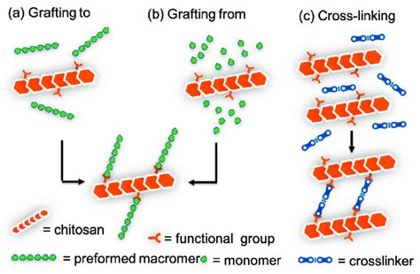 Scheme 6 Synthetic Approaches Towards Cht Copolymers A Grafting To