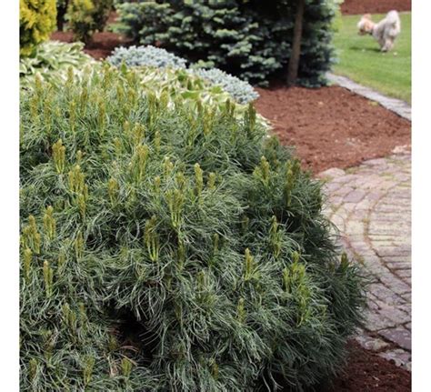 Pinus Strobus Tiny Curls Tuincentrum Pelckmans