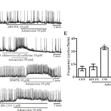 Effects Of Adenosine Receptor Antagonists On Adenosine Induced Action