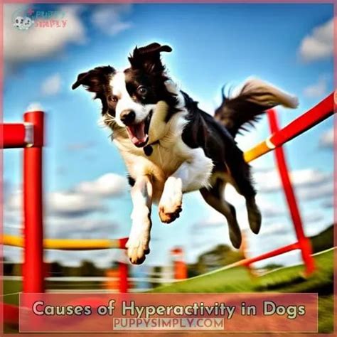 Hyperactive Dog Train Them Like A Pro Tips And Tricks
