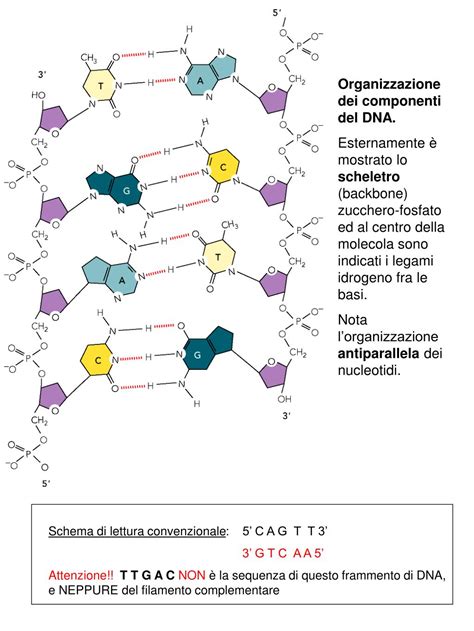 Ppt Dna And Rna Structure The Four Nucleotide Subunits Of Dna And Rna Powerpoint Presentation