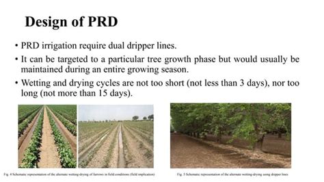 Partial Root Zone Dryingpptx