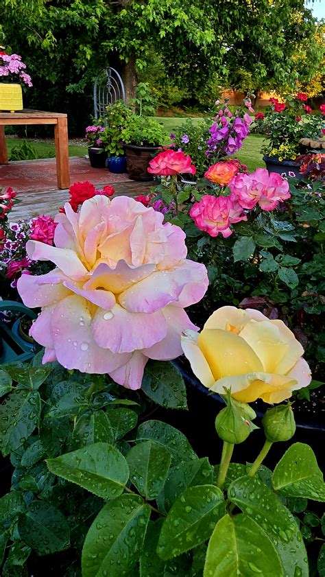 4449 Best Rbotanicalporn Images On Pholder My Garden 🥰 Its Large