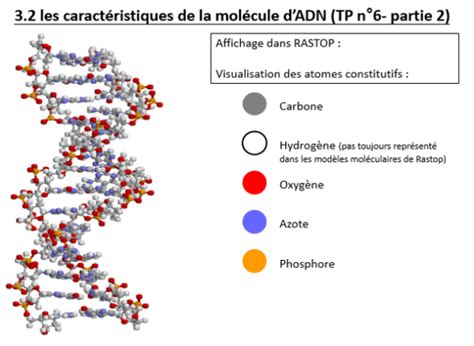 Caracteristiques De La Molecule Dadn Svt 007