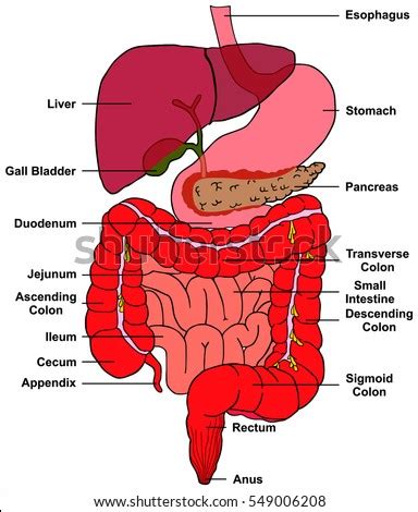 Duodenum Stock Images Royalty Free Images And Vectors Shutterstock