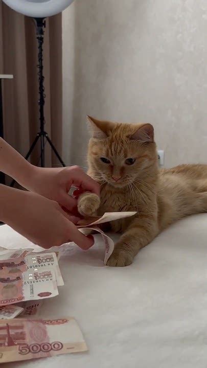 Денежная кошка #котики #смех #деньги #рекомендации #new #cat - YouTube