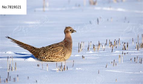 雪地中的雌性野鸡高清图片下载 红动中国