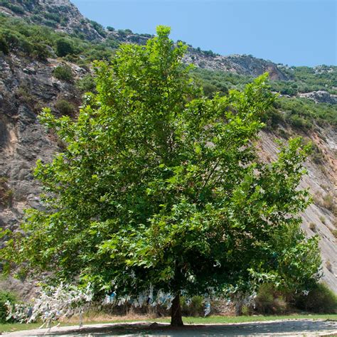 Quercus Gambelii Gambel Oak Siteone