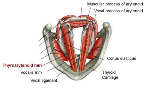 Thyroarytenoid Muscle