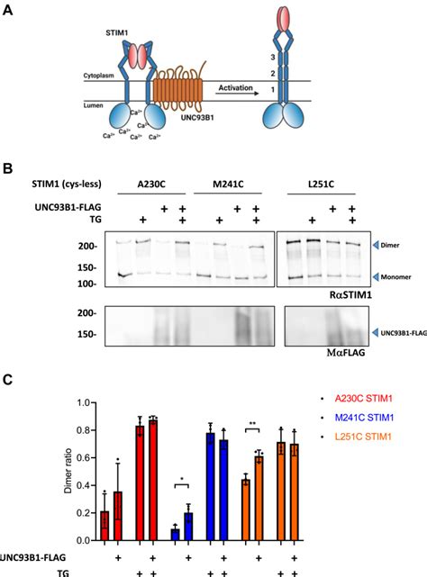 The Mammalian Trafficking Chaperone Protein Unc93b1 Maintains The Er Calcium Sensor Stim1 In A