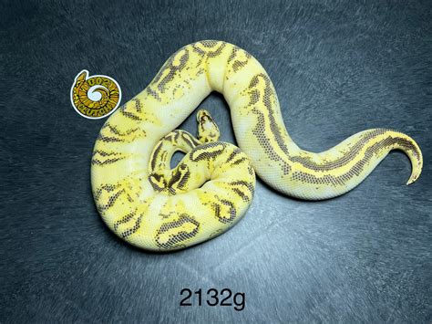 Rtb Super Pastel Super Gravel Ball Python By 802 Clutch Morphmarket