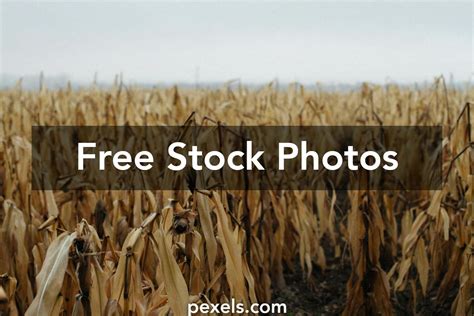 Dry Maize Field Photos Download The Best Free Dry Maize Field Stock