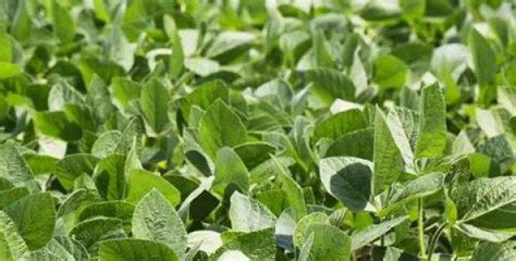 大豆成熟期的探究——从花期到收获（了解大豆成熟期）花植网