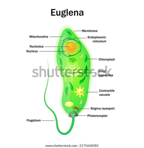 6 One Flagellum Stock Vectors And Vector Art Shutterstock