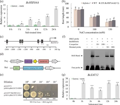 Bchsfa4a Directly Binds To The Hse Motif In The Promoter Of Bczat12 A